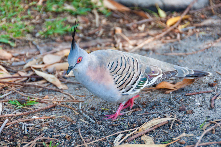 Australian Crested Doves - Pair – AnimalsIncorporated
